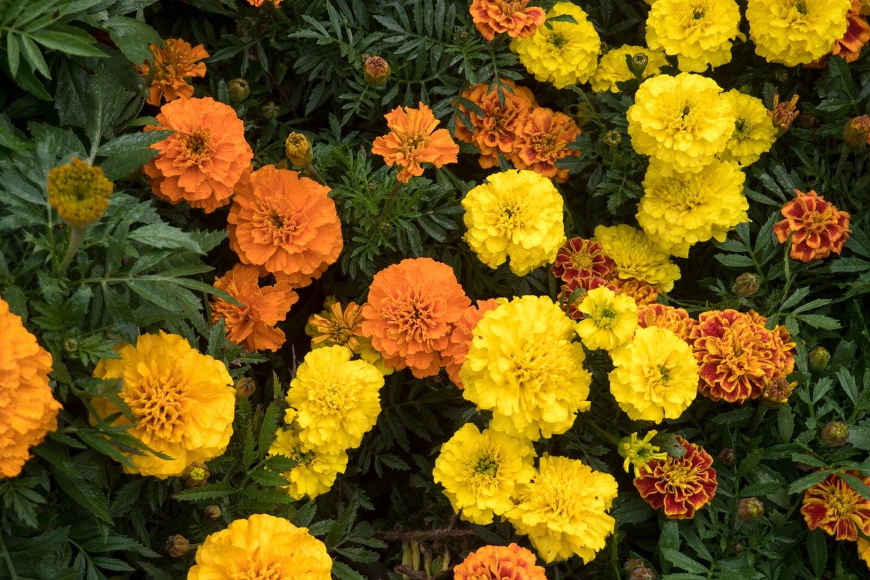 October Birth Flower Gift Guide: Marigold & Cosmos Overview