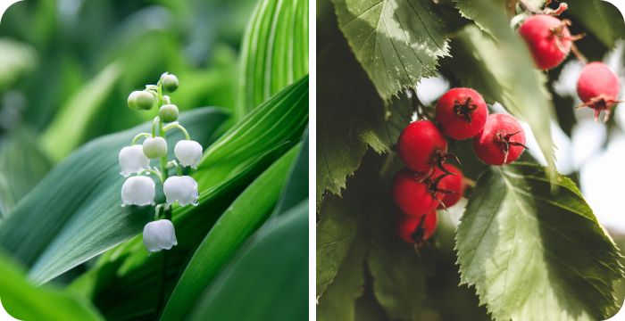 May Birth Flowers & Trees: Hawthorn Vs. Lily Of The Valley Flower