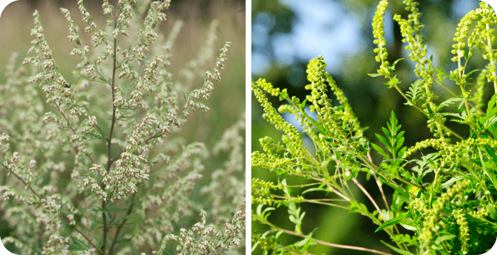 What Does Ragweed Look Like? (Pictures & Identification Tips)