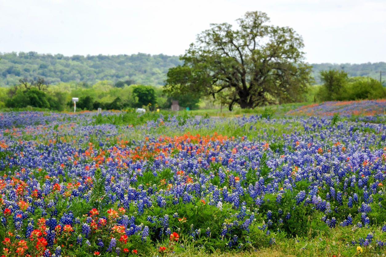 Texas Native Plants List: Your Complete Guide to Local Flora