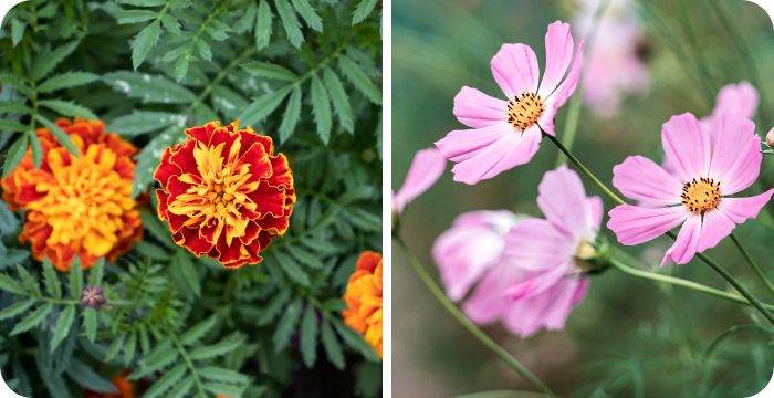 October Birth Flower Gift Guide: Marigold & Cosmos Overview