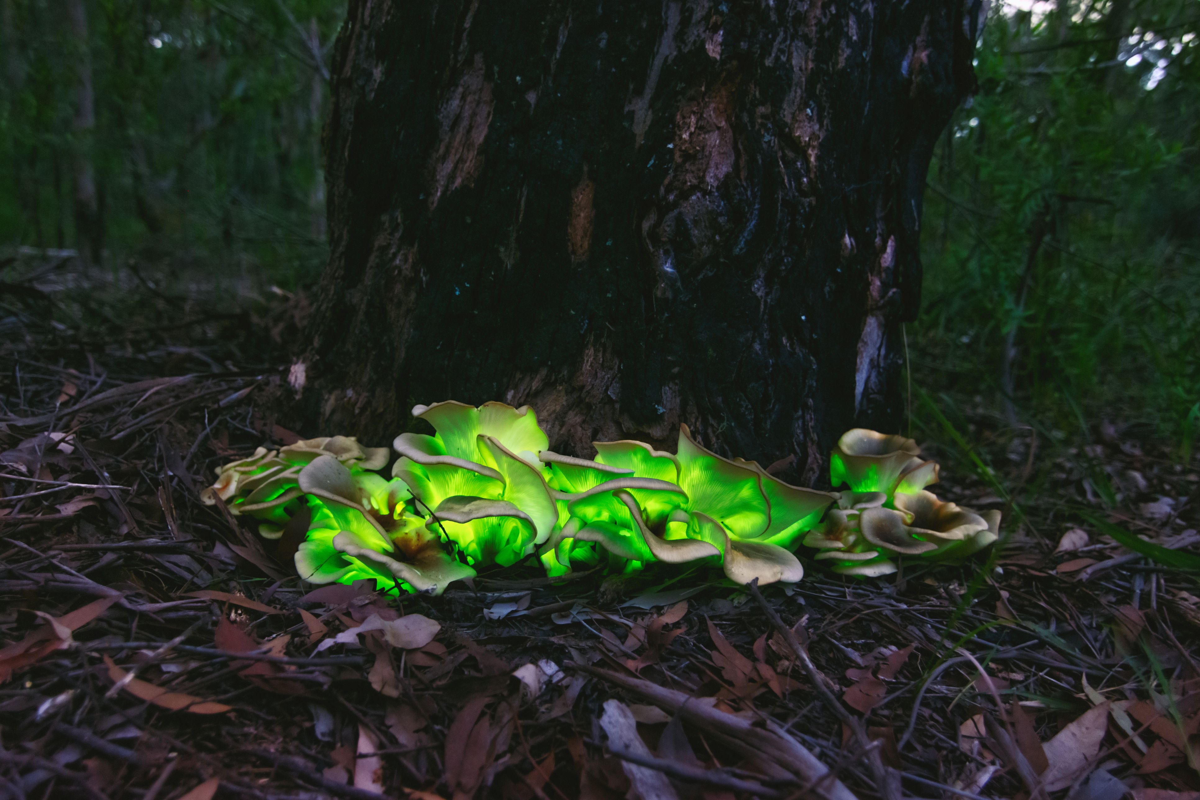 25+ Cool Mushrooms & Most Unique Fungi in the World