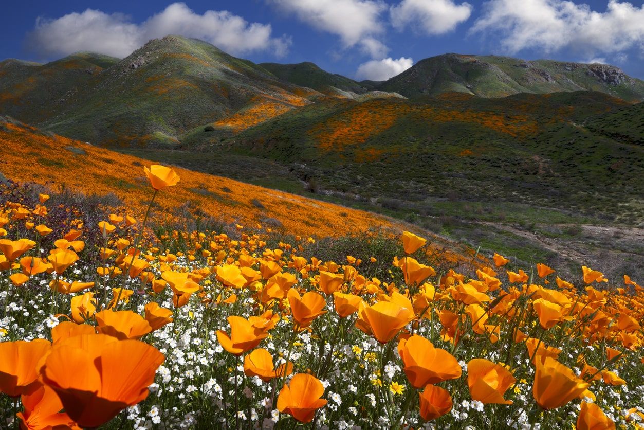 August Birth Flower Guide: What Are My Birthday Flowers?