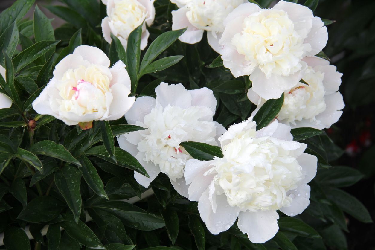 November Birth Flower Guide: Chrysanthemum vs. Peony Flowers Meaning