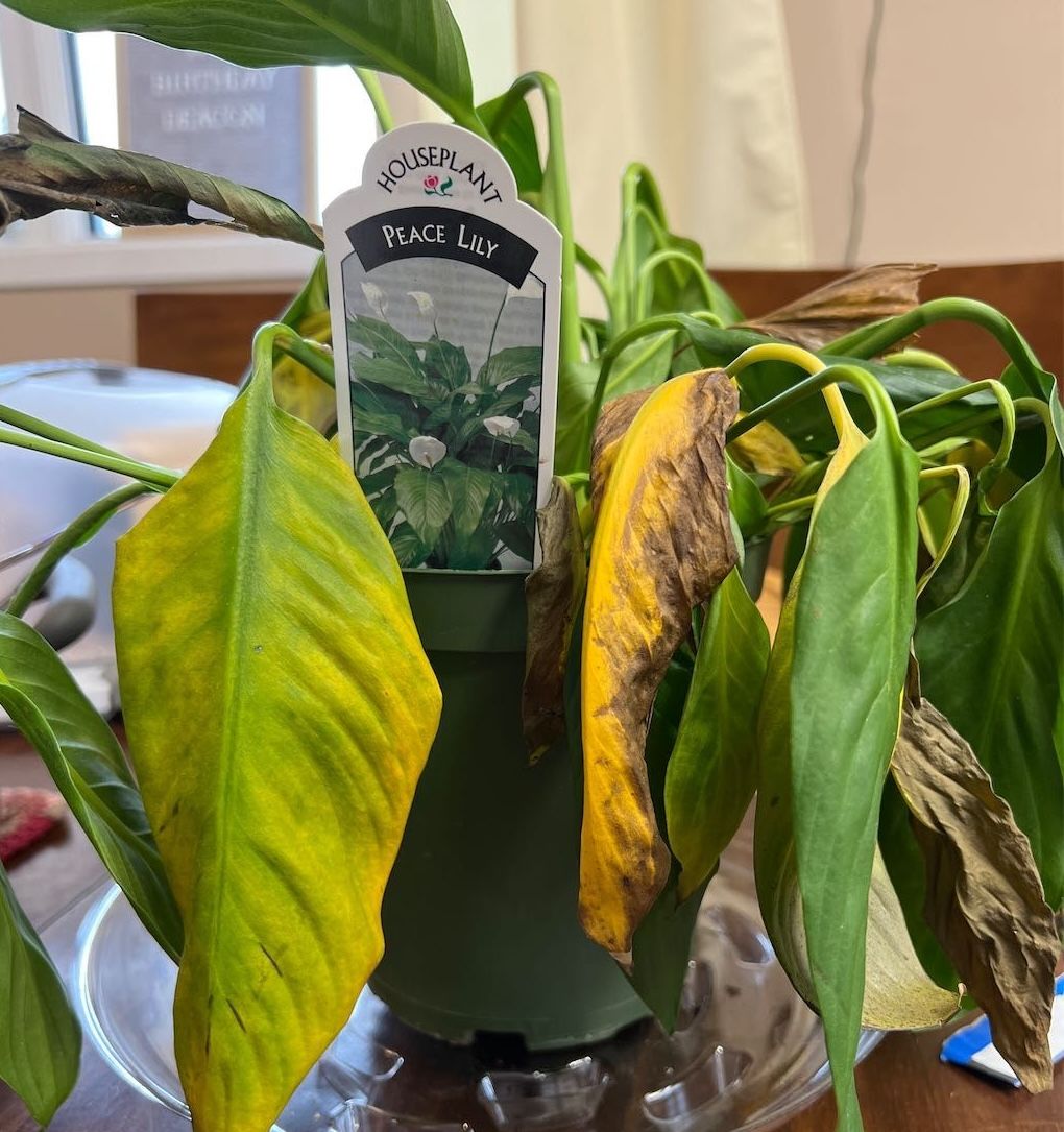 Overwatered Vs Underwatered Plants: Signs, Fix Tips (Full Guide)