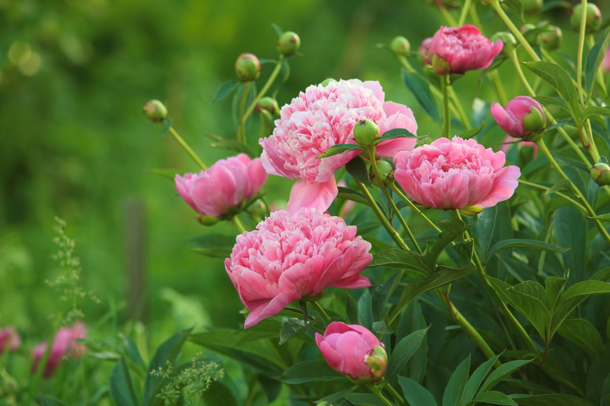 November Birth Flower Guide: Chrysanthemum vs. Peony Flowers Meaning