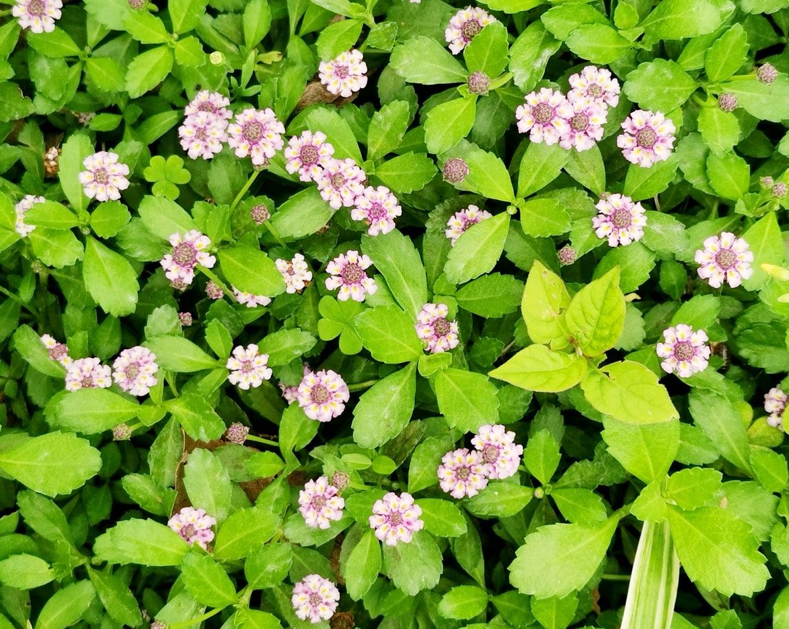Texas Native Plants List: Your Complete Guide to Local Flora