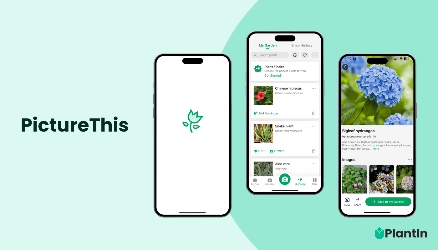 Plantin vs Picturethis: What Is the Best Plant App? (Full Review)