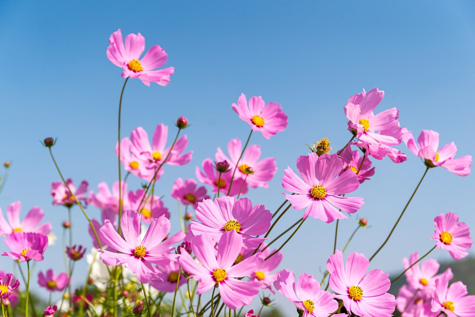 October Birth Flower Gift Guide: Marigold & Cosmos Overview