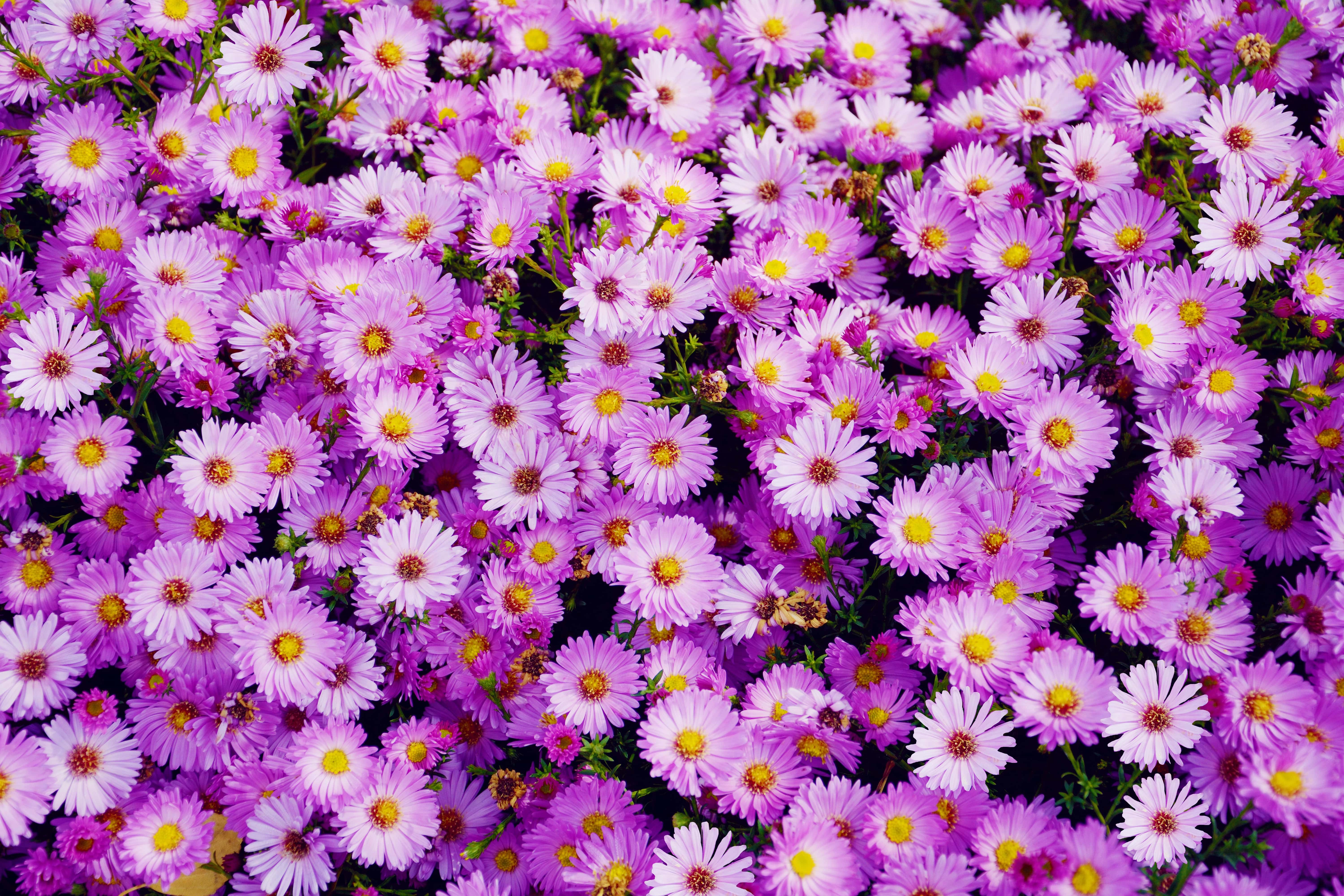 September Birth Flower – Aster vs Morning Glory Flowers Overview