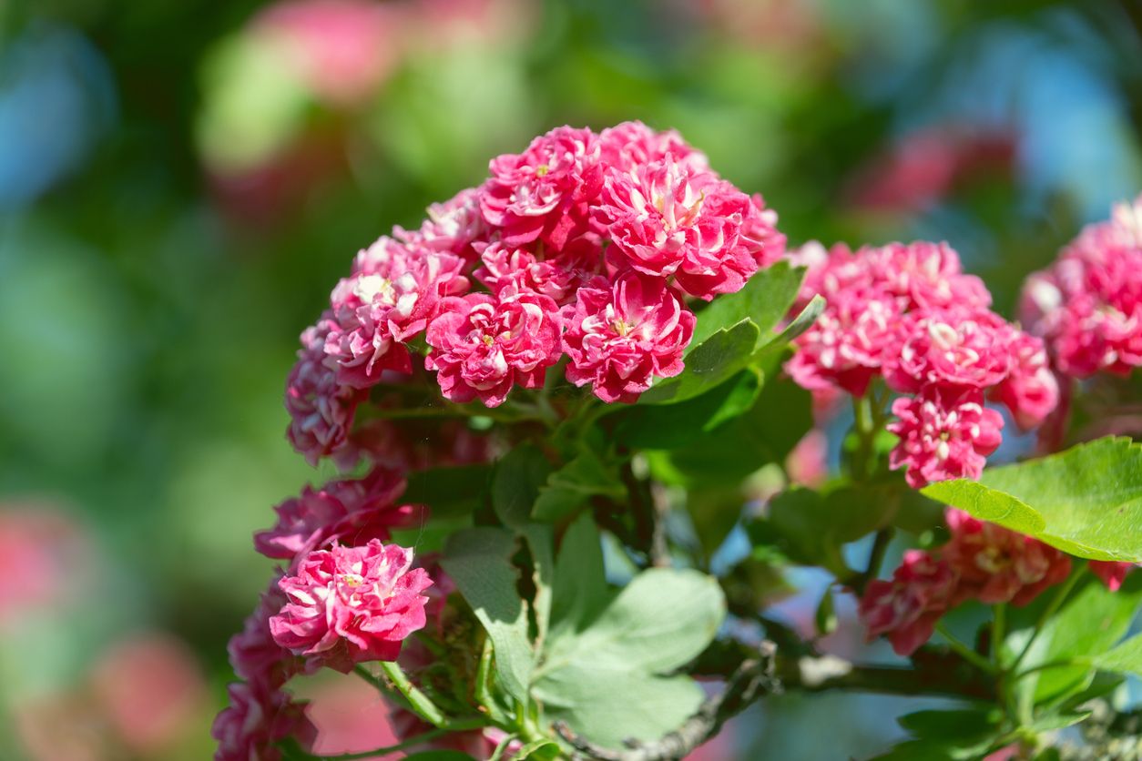 May Birth Flowers & Trees: Hawthorn Vs. Lily Of The Valley Flower
