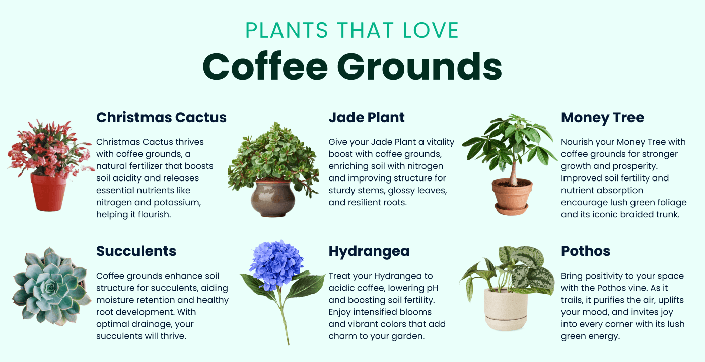 How to Use Coffee Grounds for Plants in Your Garden: Ways, Reasons ...