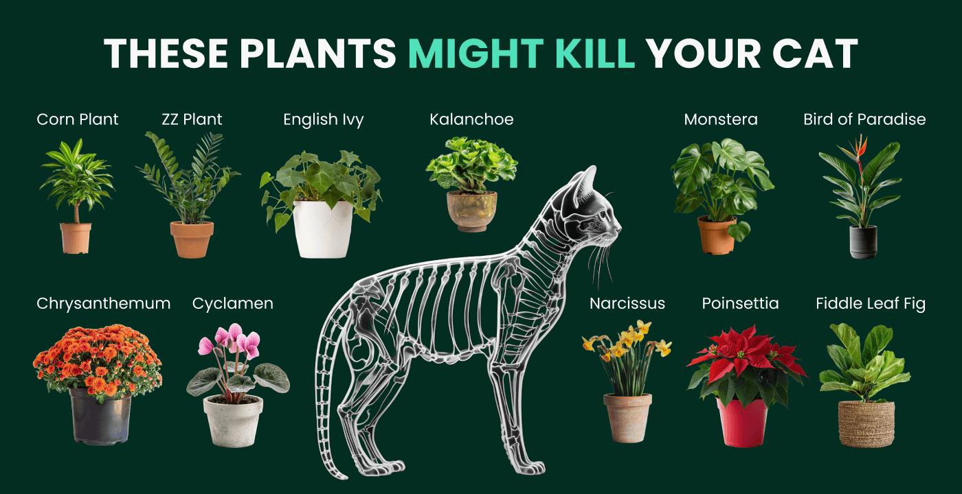 Plants Poisonous to Pets