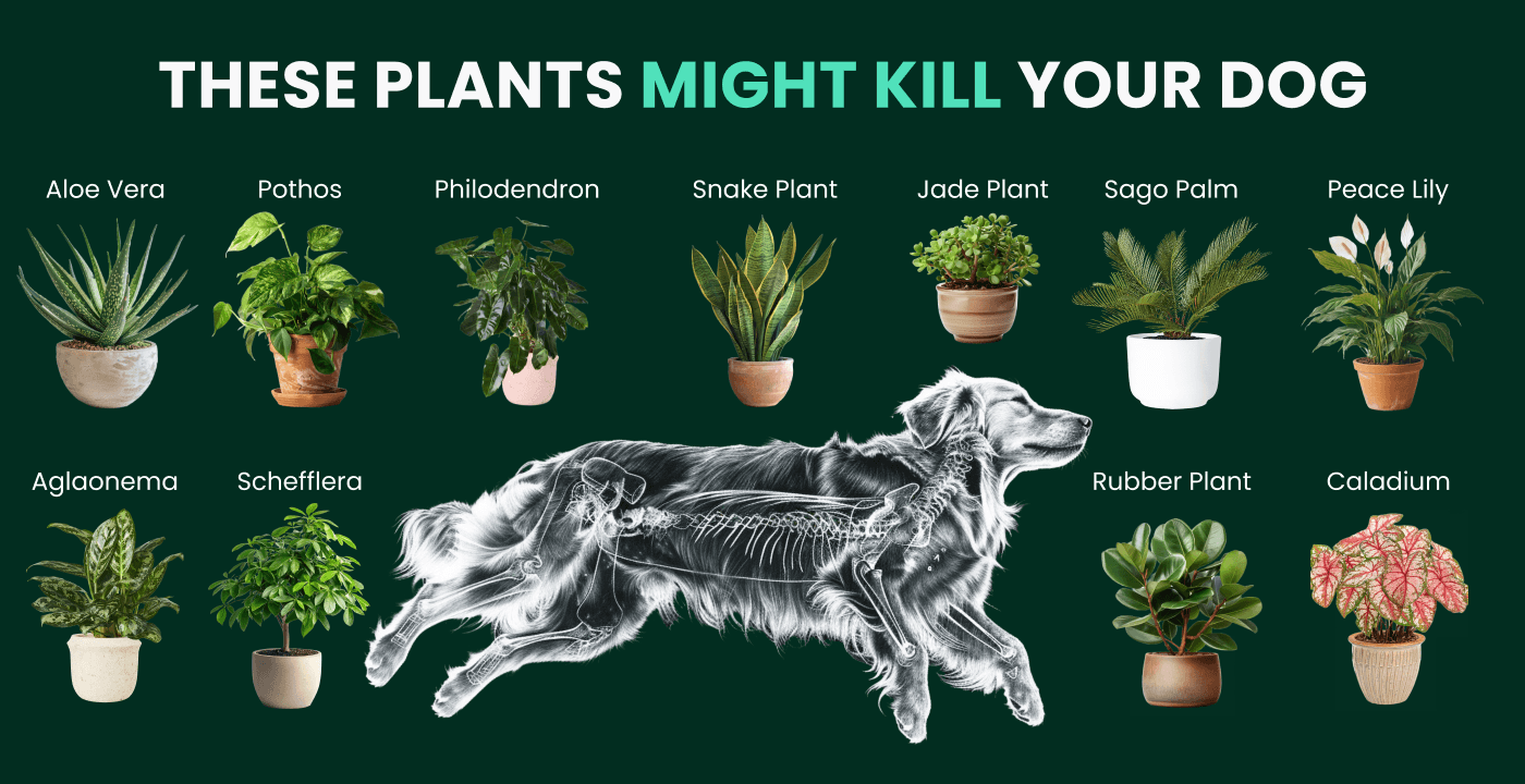 Houseplants Poisonous For Dogs Pet Friendly House Indoor Plants For