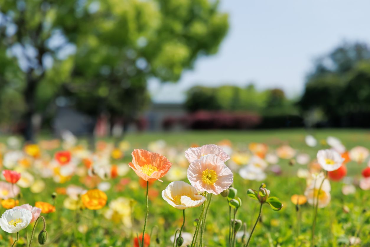 August Birth Flower Guide: What Are My Birthday Flowers?