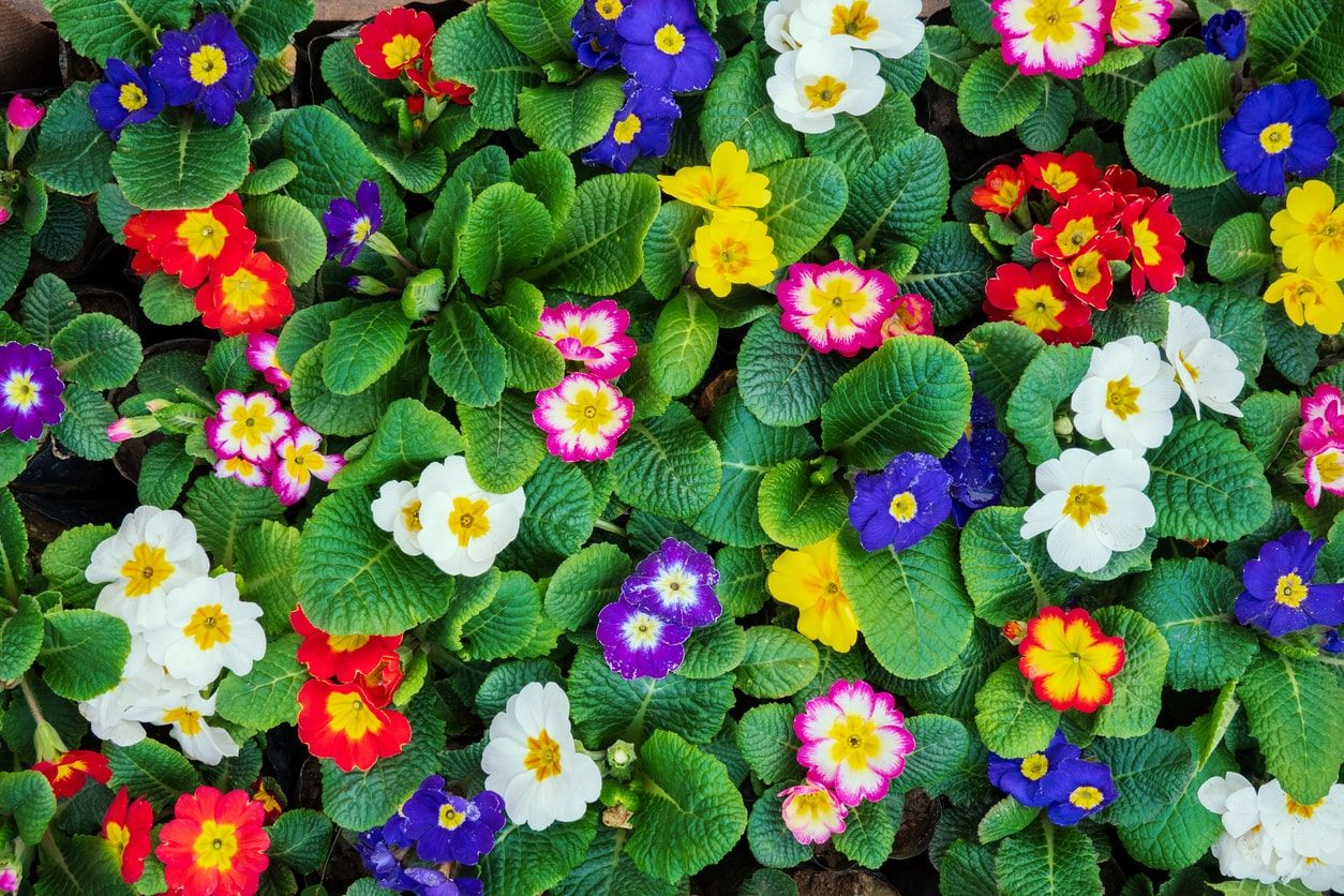February Birth Flower – Meaning, Care, & Floral Arrangement Guide