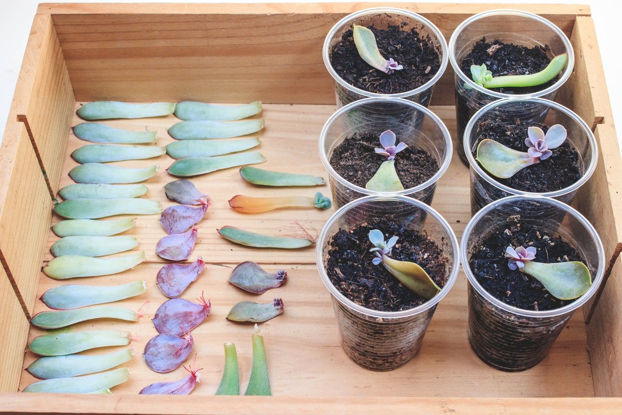 How to Propagate Succulents From Leaves & Cuttings (Growing Guide)