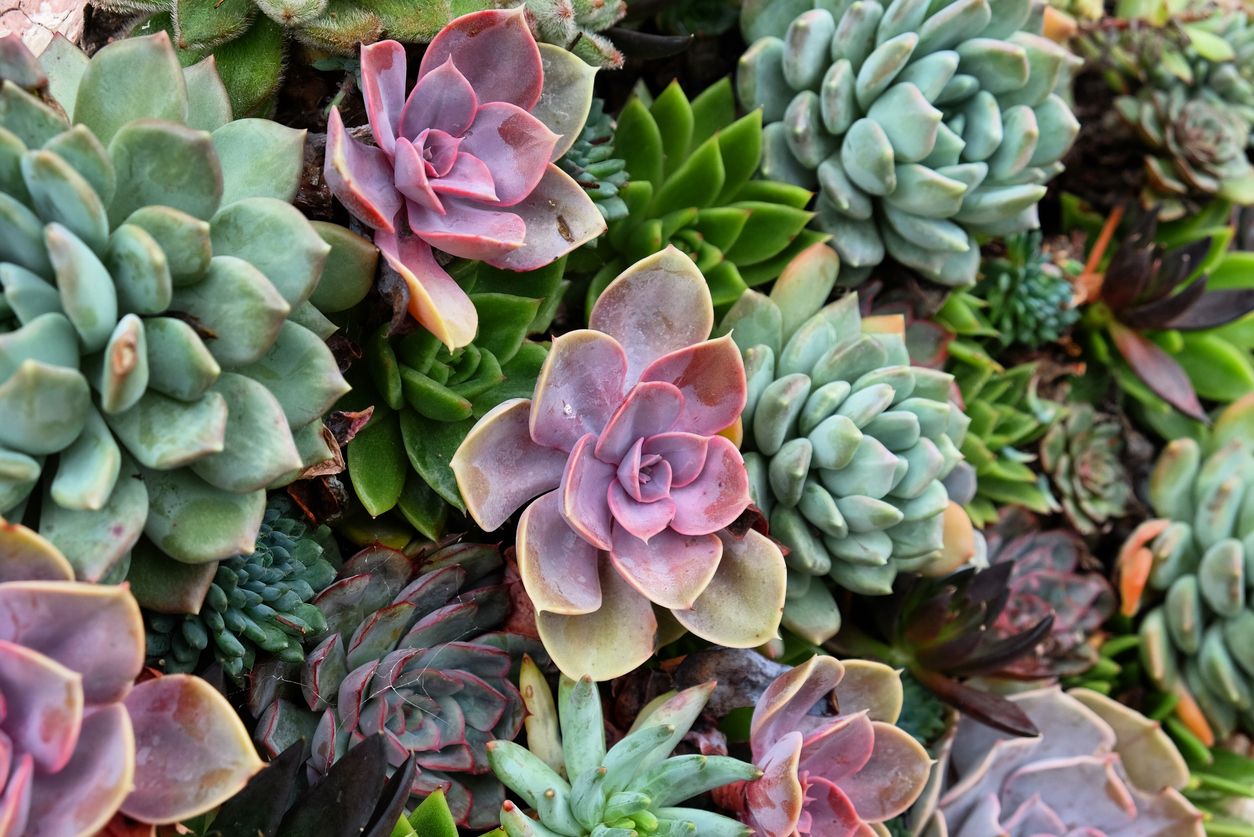 How to Propagate Succulents From Leaves & Cuttings (Growing Guide)