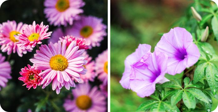 September Birth Flower – Aster vs Morning Glory Flowers Overview