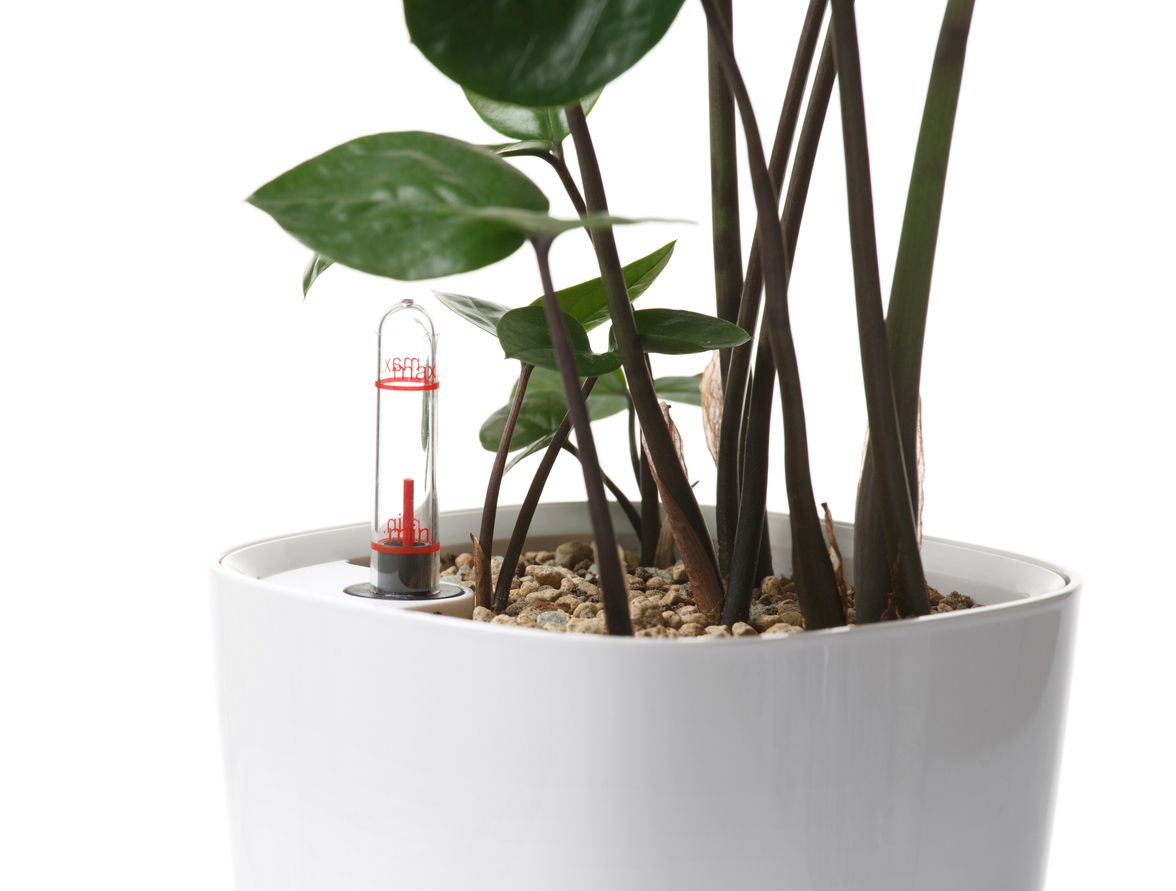 How to Water Indoor Plants Properly – House Plant Watering Guide