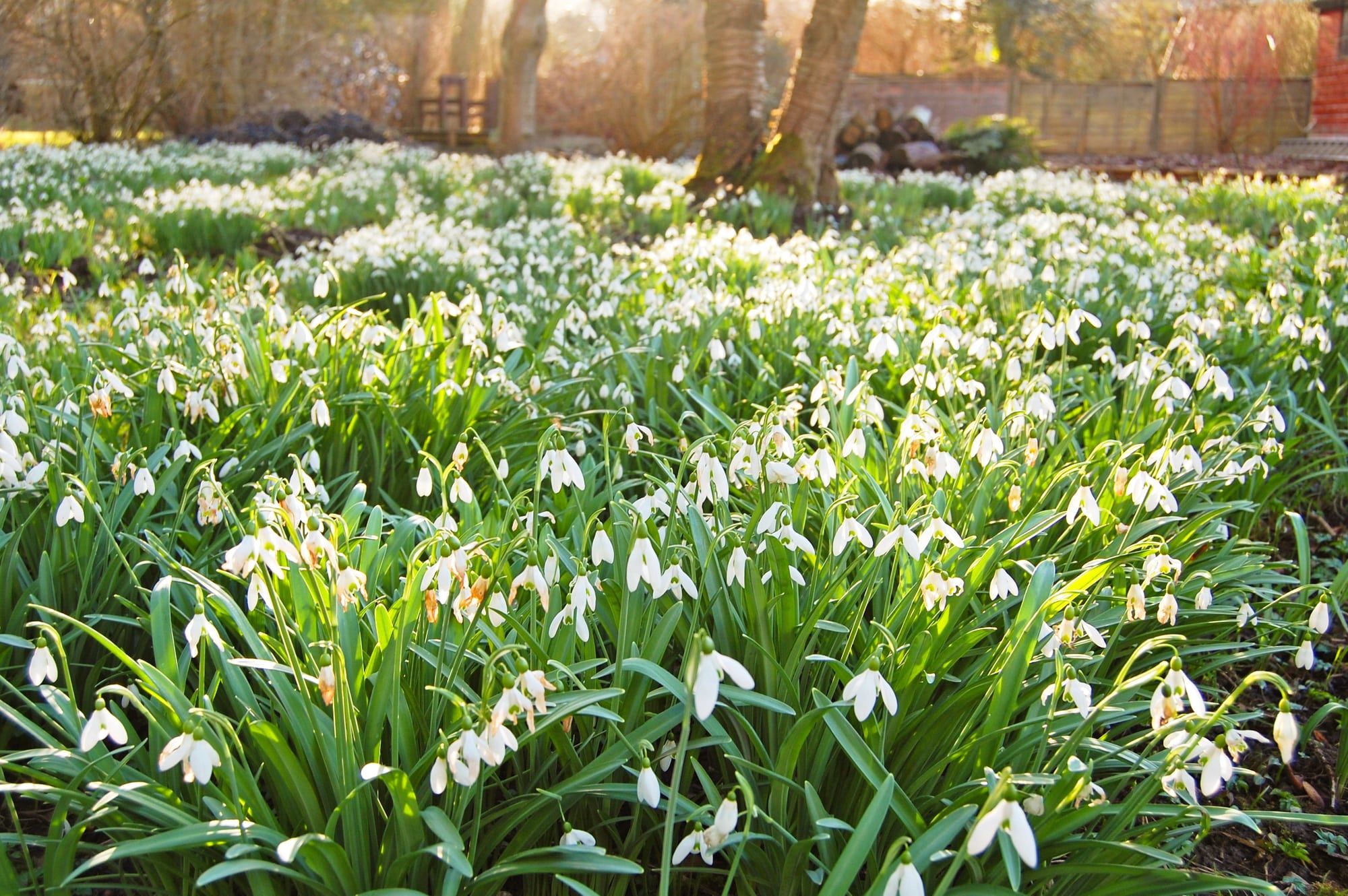 January Birth Flowers – Carnation and Snowdrop Flowers (Gift Guide)