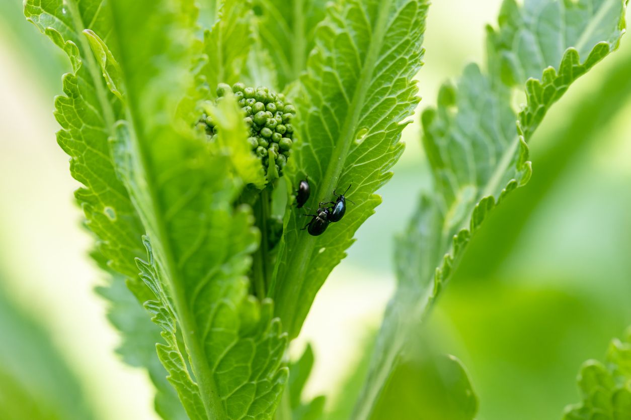 Tiny Black Bugs That Look Like Poppy Seeds: ID & Treatment Guide