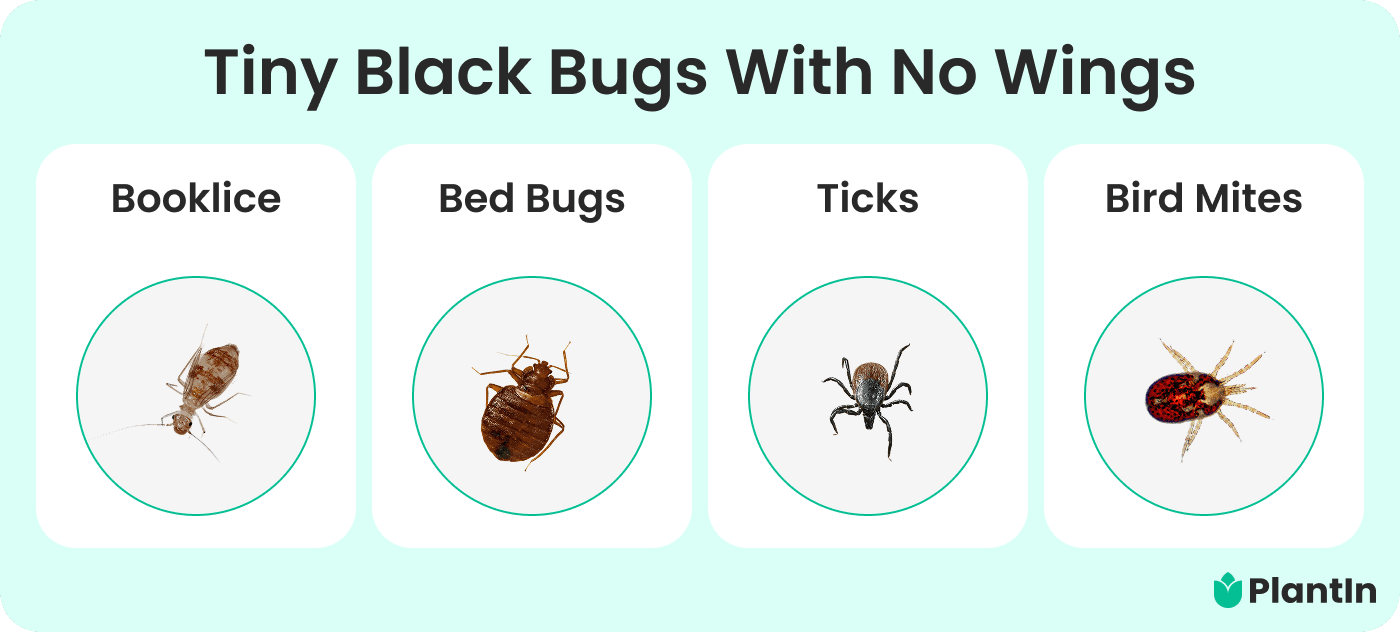 Tiny Black Bugs That Look Like Poppy Seeds: ID & Treatment Guide