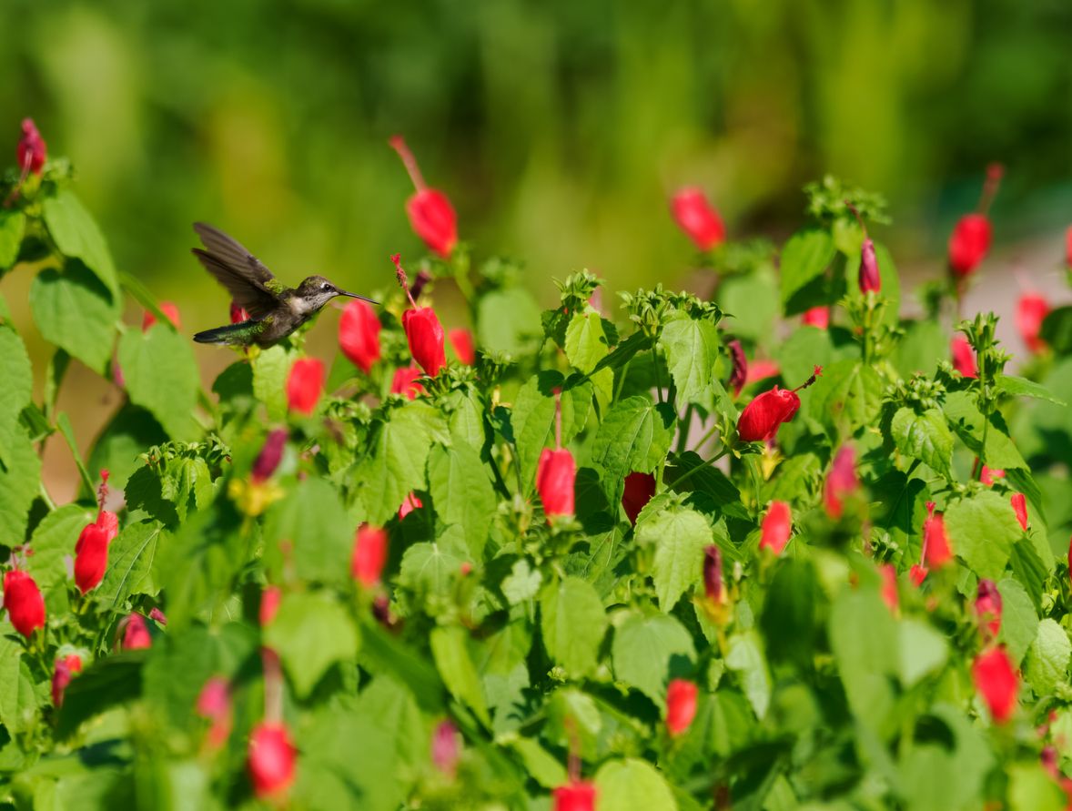 Texas Native Plants List: Your Complete Guide to Local Flora