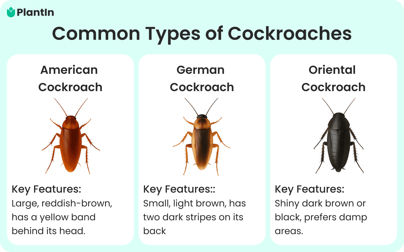 What Does a Cockroach Look Like? (Facts, How to Identify & Control)