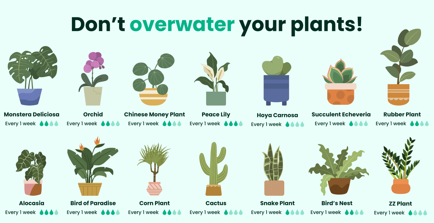 How Often & How Much Water Does a House Plant Need per Day, Week [Guide]