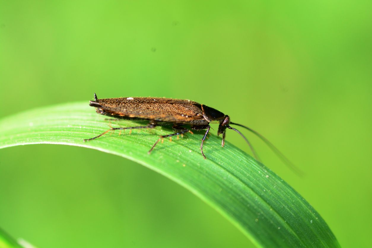 What Does a Cockroach Look Like? (Facts, How to Identify & Control)