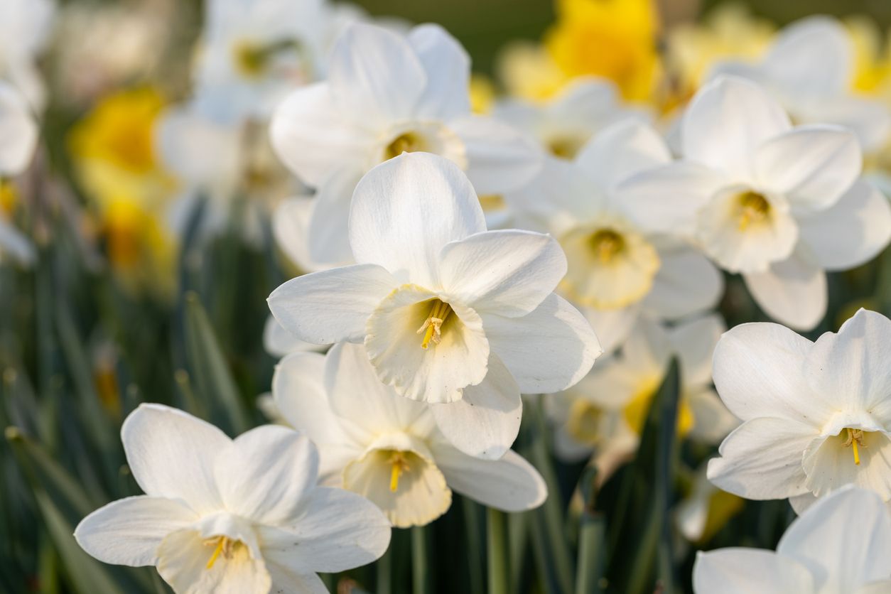 March Birth Flower: Daffodil & Jonquil (Birthday Month Flowers Guide)