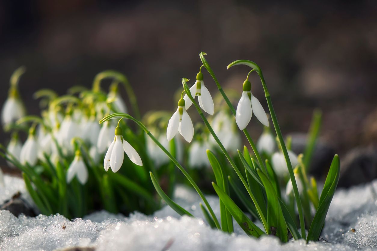 January Birth Flowers – Carnation and Snowdrop Flowers (Gift Guide)