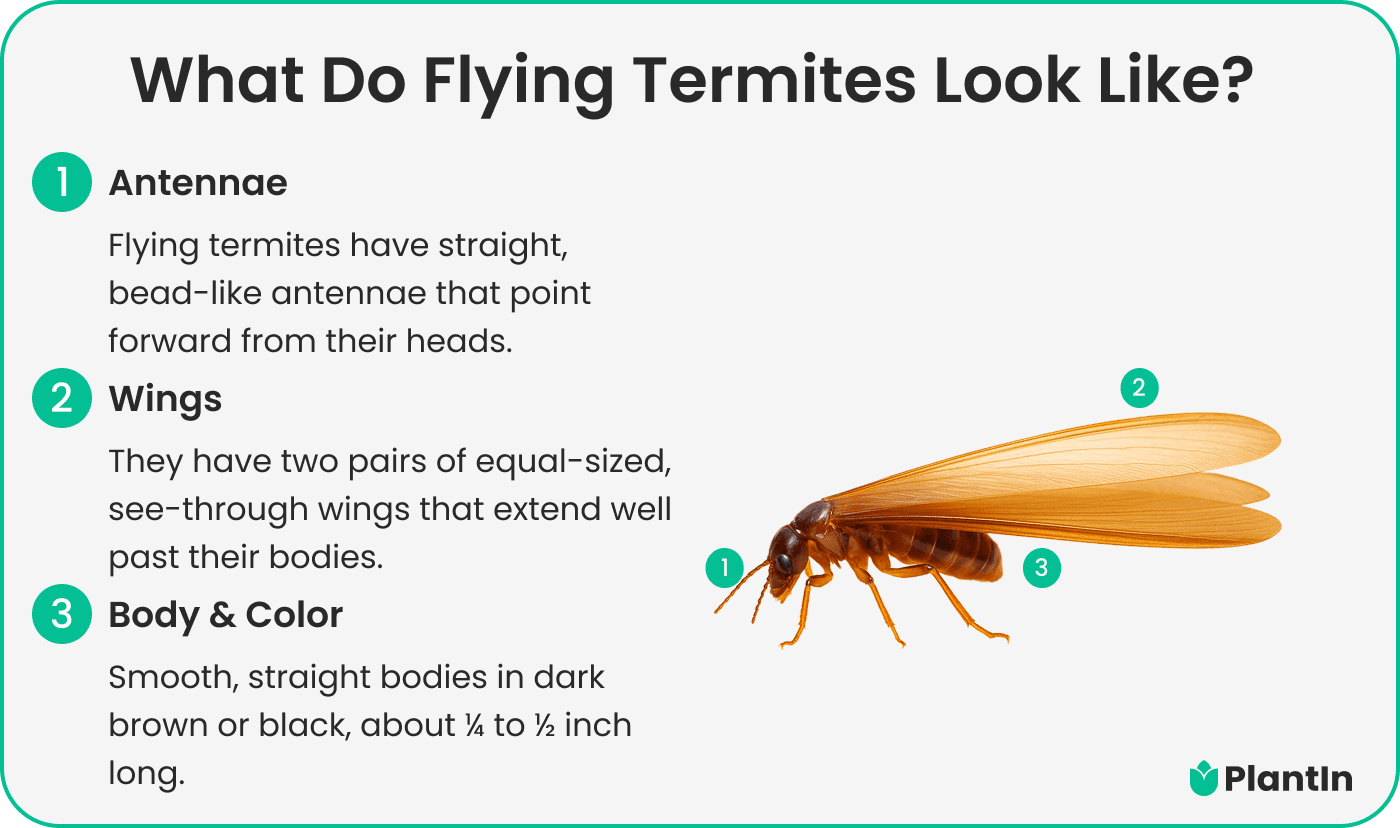 Which Bugs Look Like Flying Termites? (Pictured Identification Guide)
