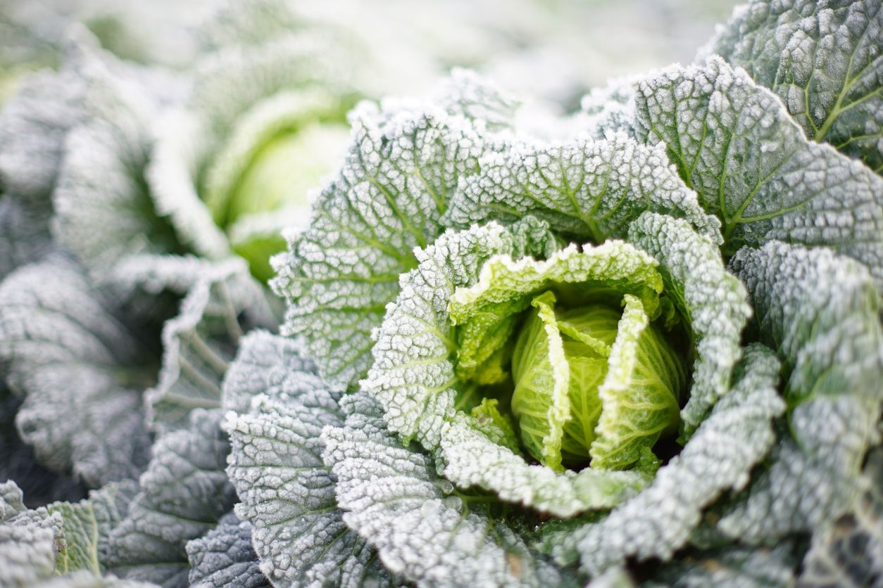 Best Winter Vegetables to Plant and Eat This Season (With Care Tips)