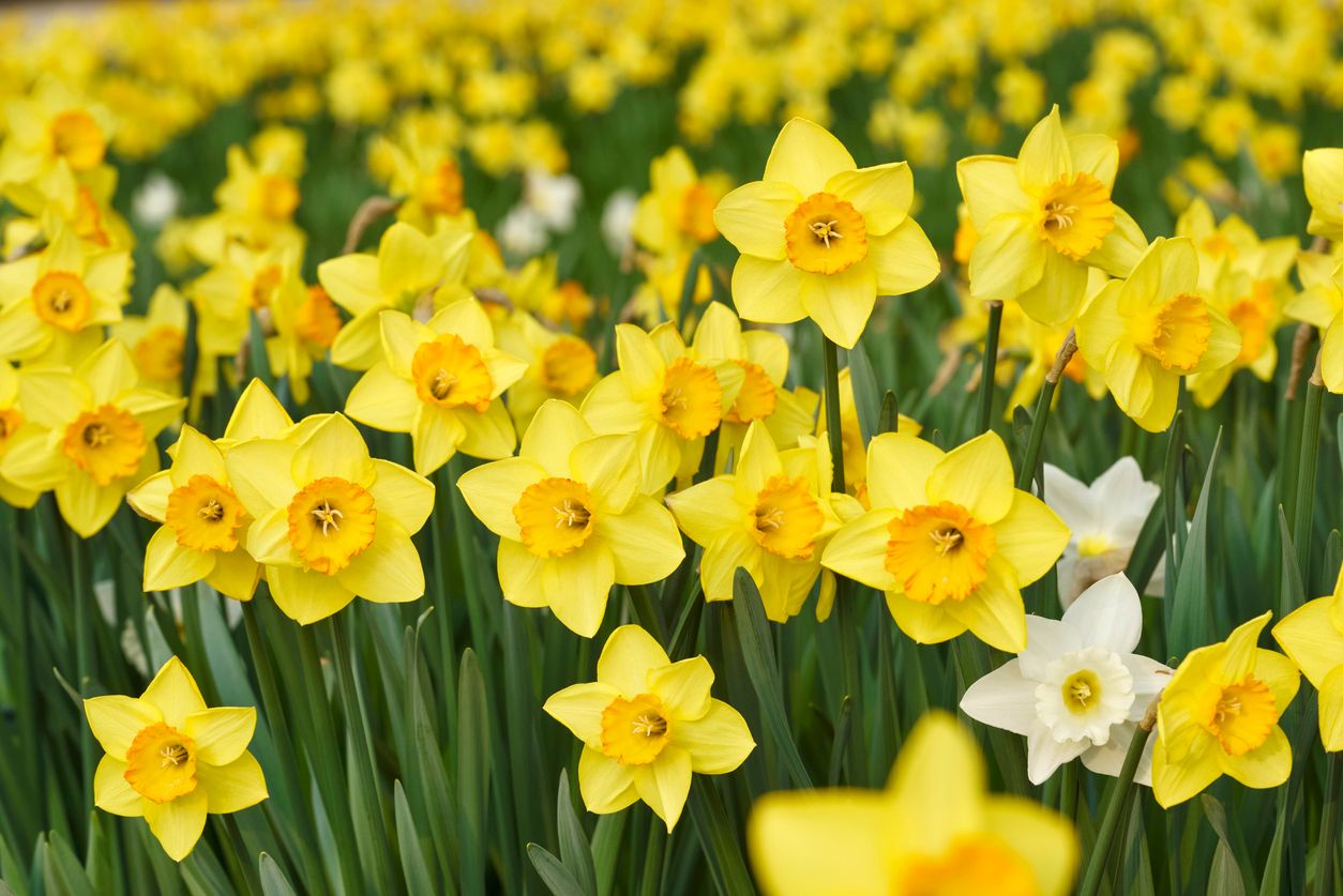 March Birth Flower: Daffodil & Jonquil (Birthday Month Flowers Guide)