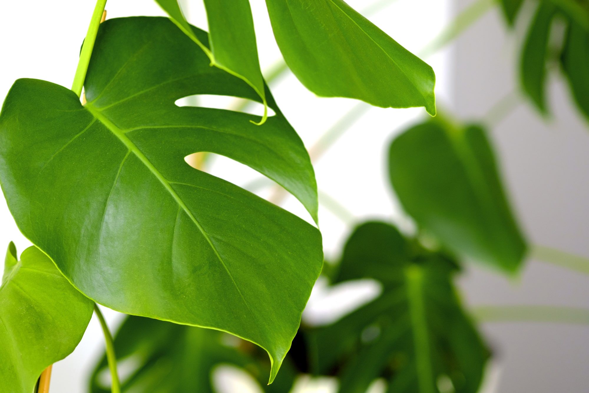 How to Propagate Monstera – Best Cutting Methods With Benefits