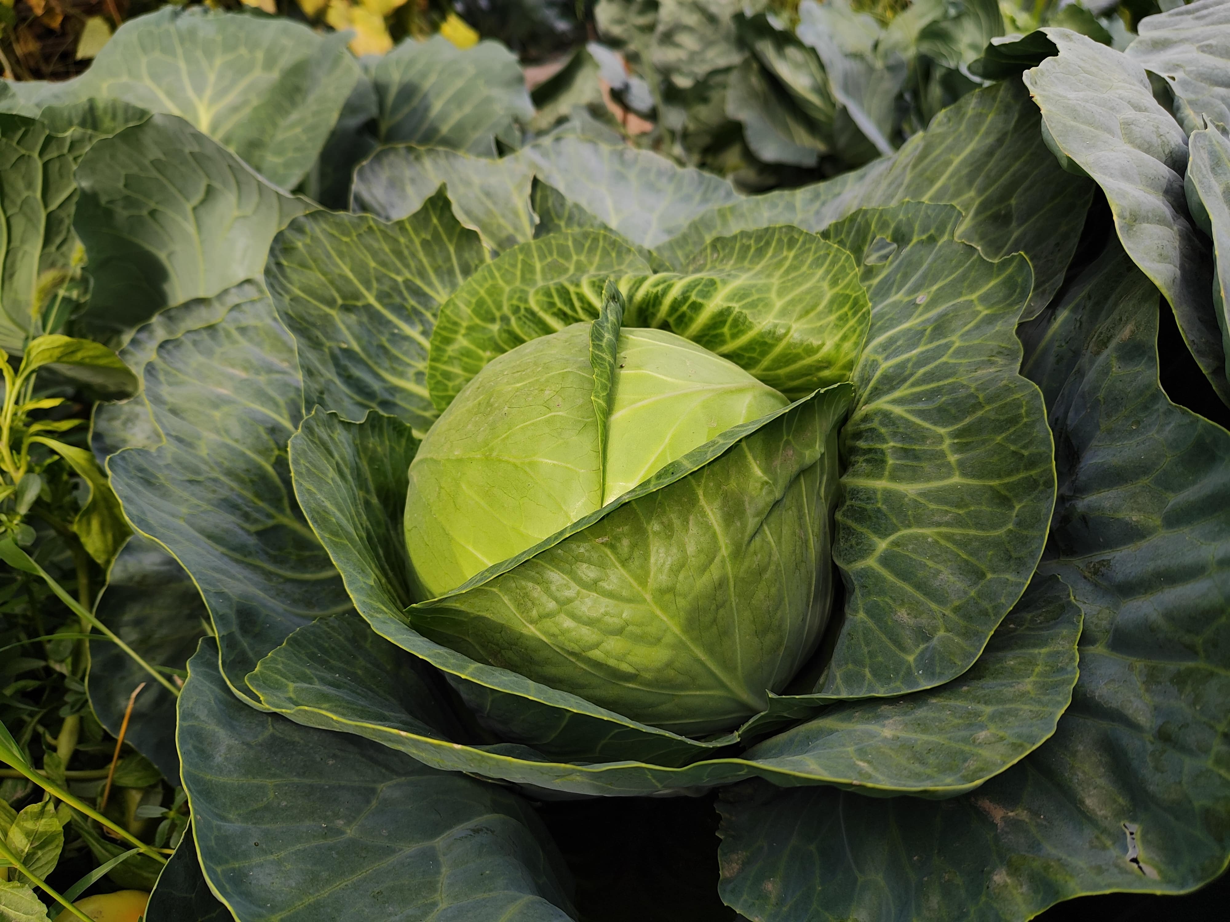 20+ Cabbage Companion Plants to Grow & Avoid (Full Guide)
