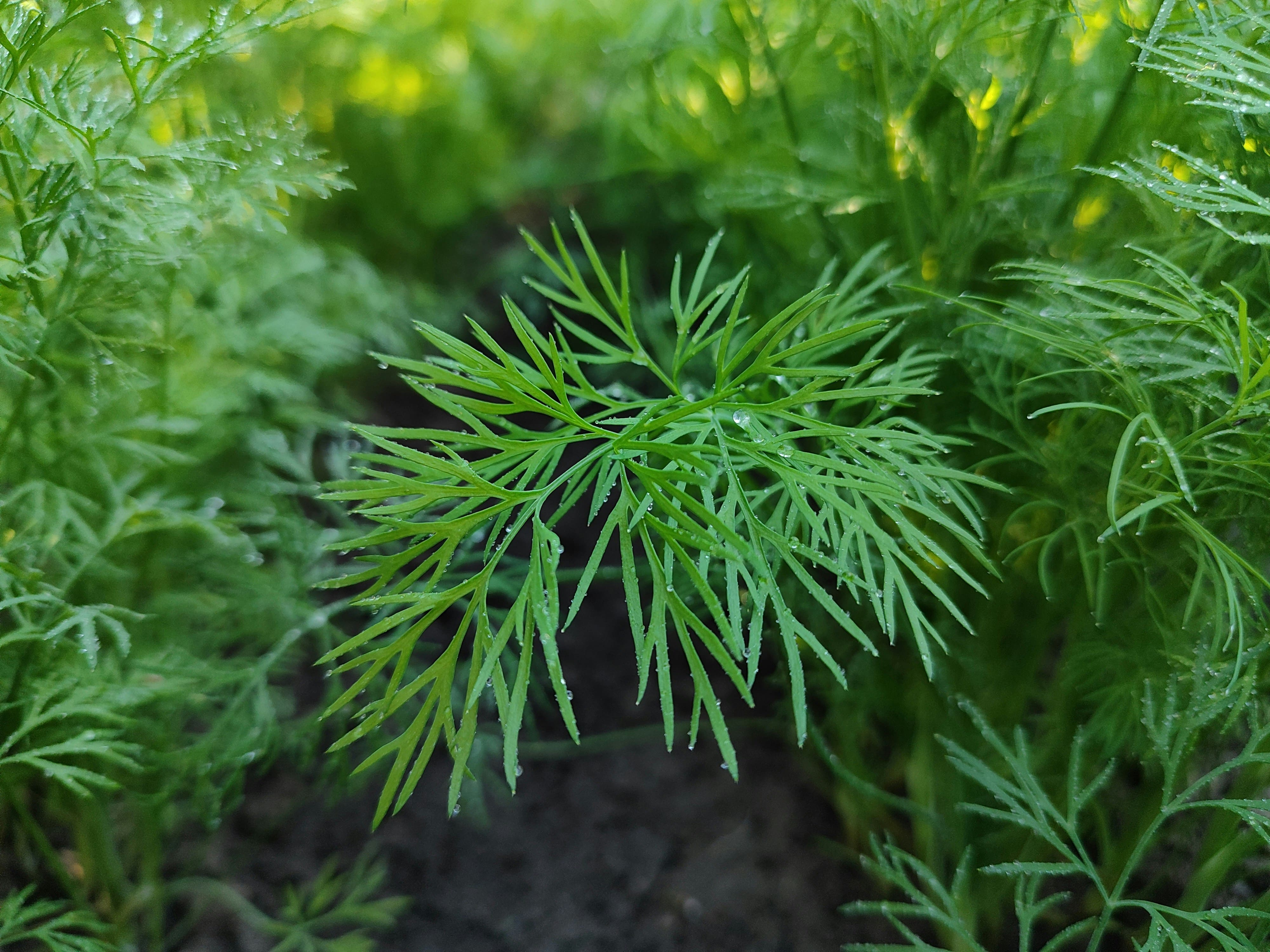 Full Guide on Dill Companion Plants