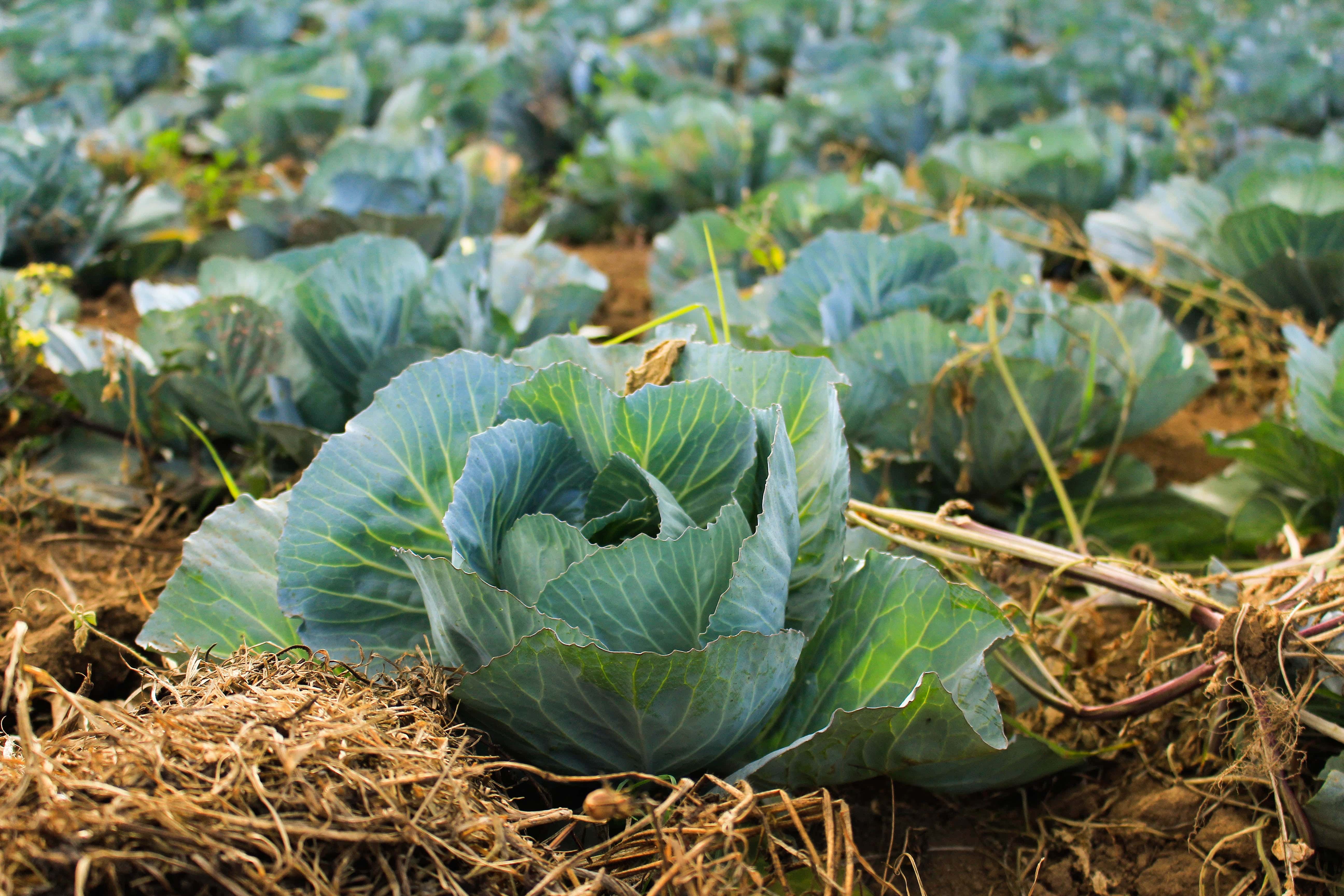 20+ Cabbage Companion Plants to Grow & Avoid (Full Guide)