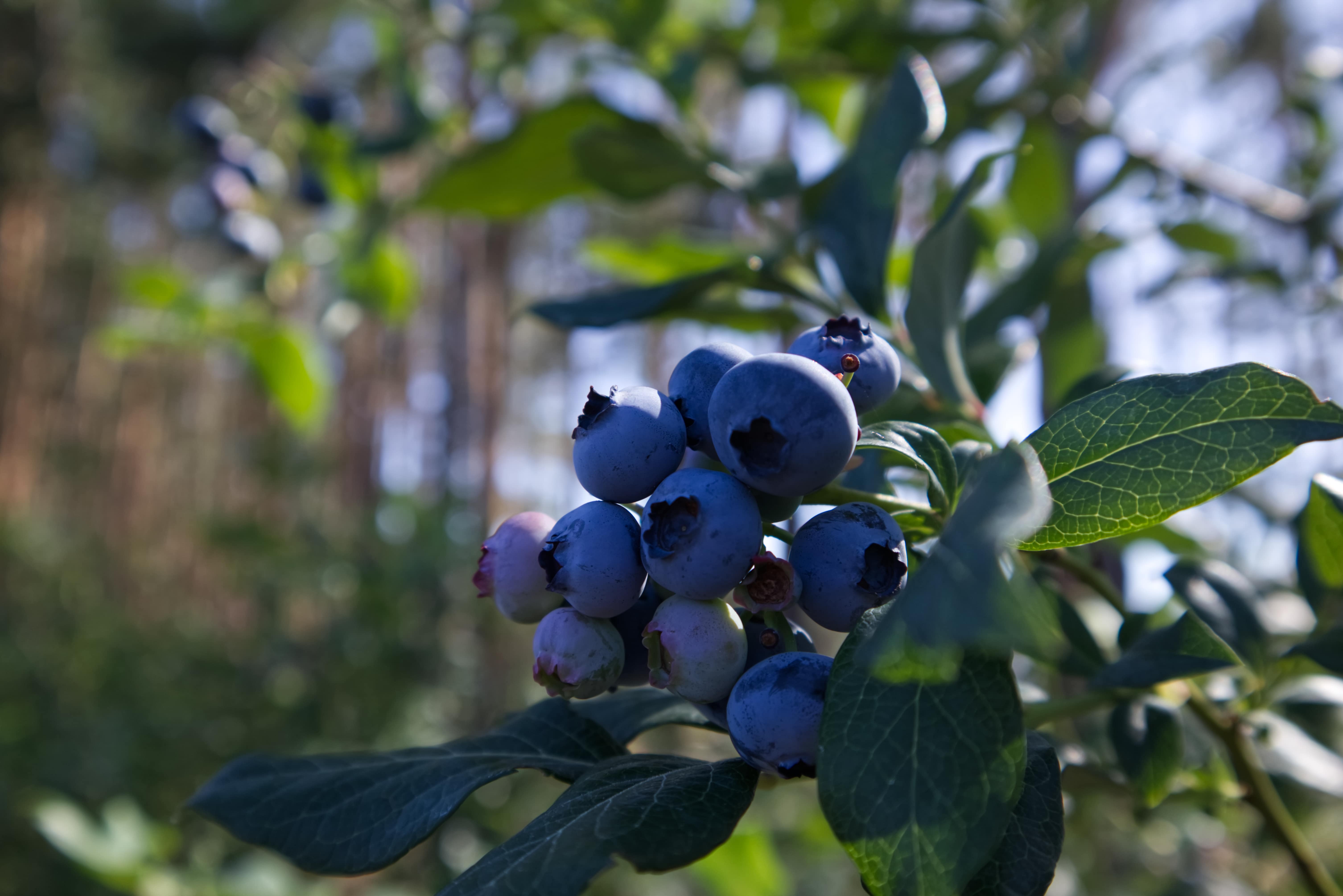 Full Guide on Blueberry Companion Plants