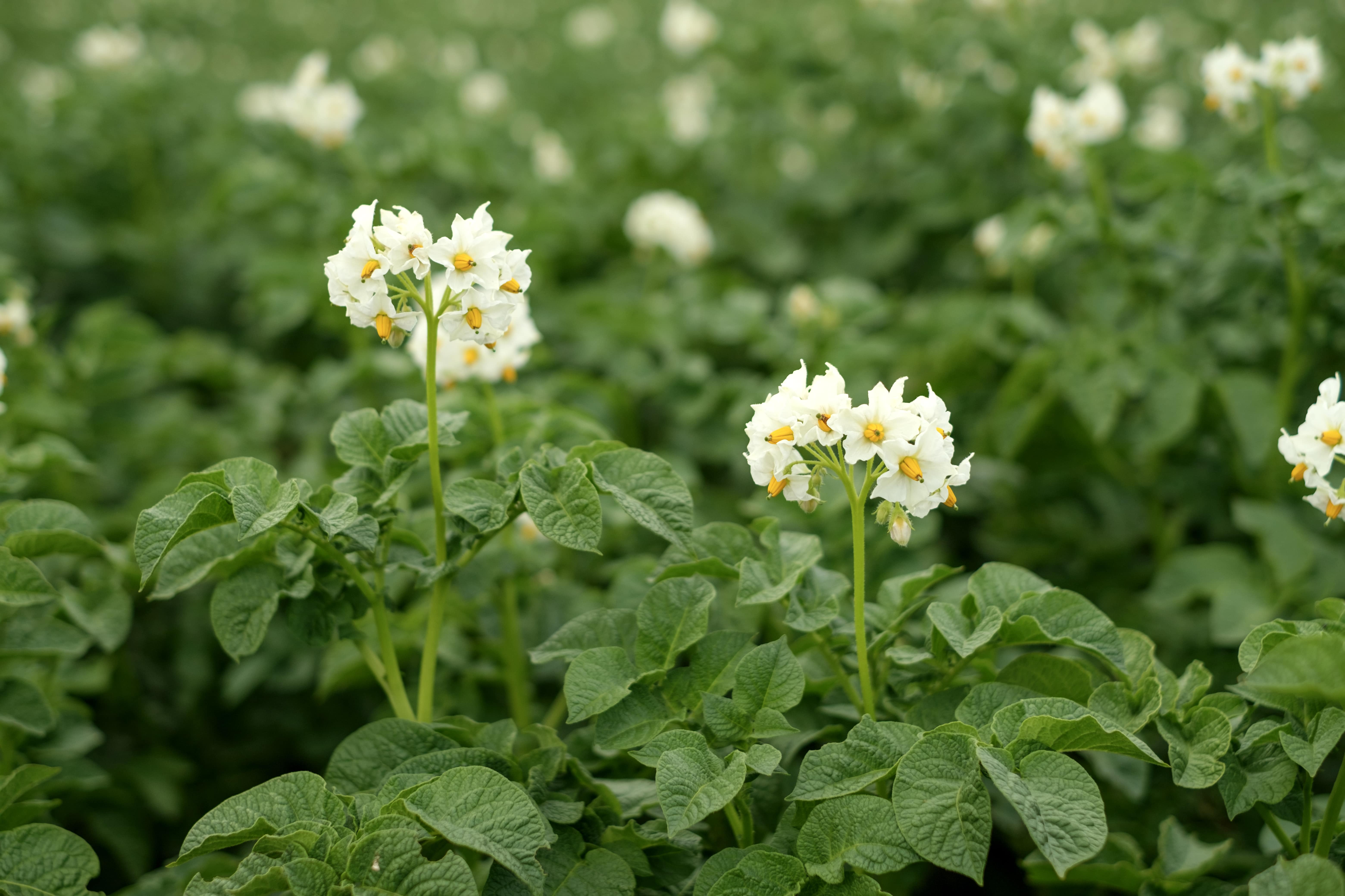 Full Guide on Best and Worst Potato Companion Plants