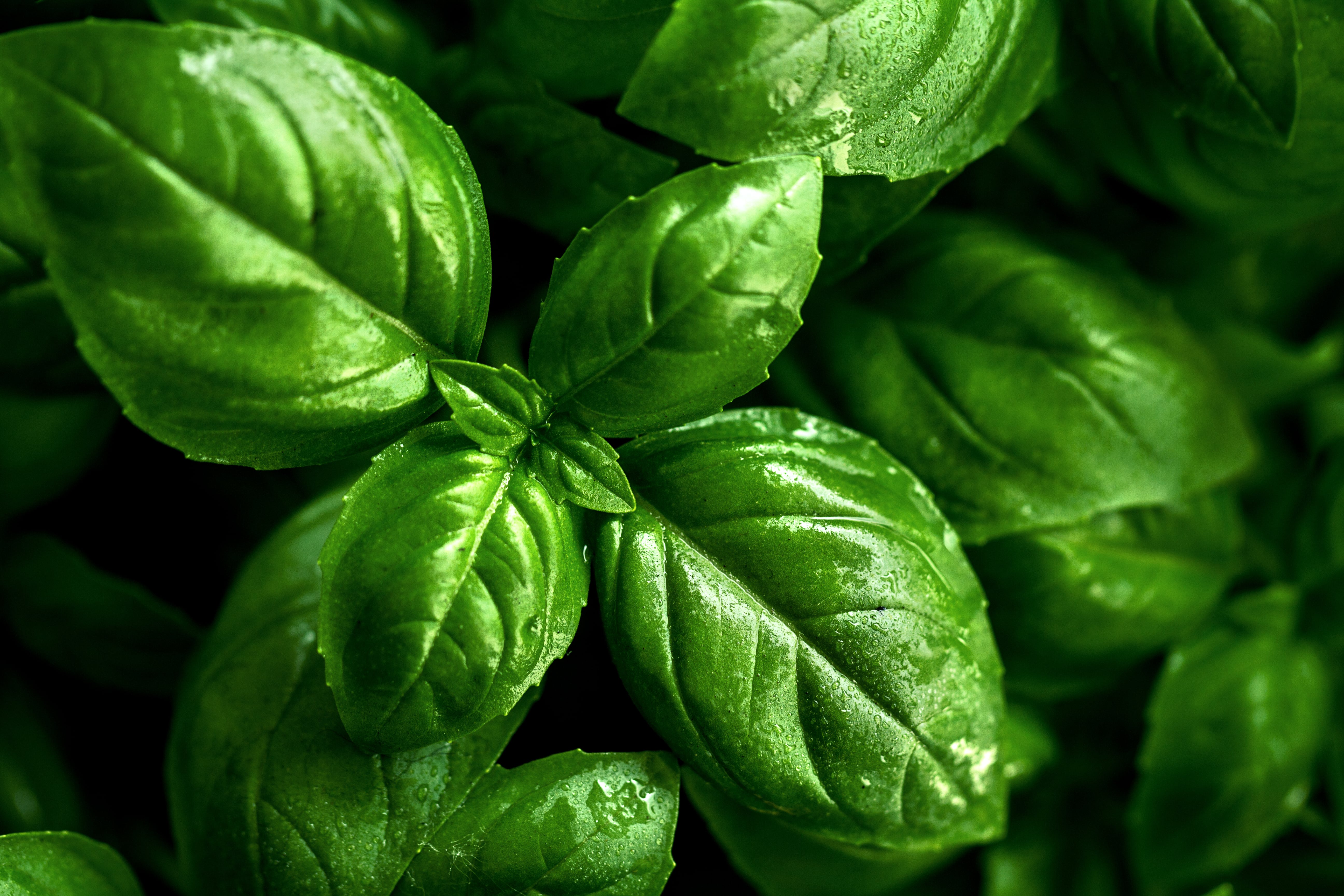 Full Guide on Basil Companion Plants