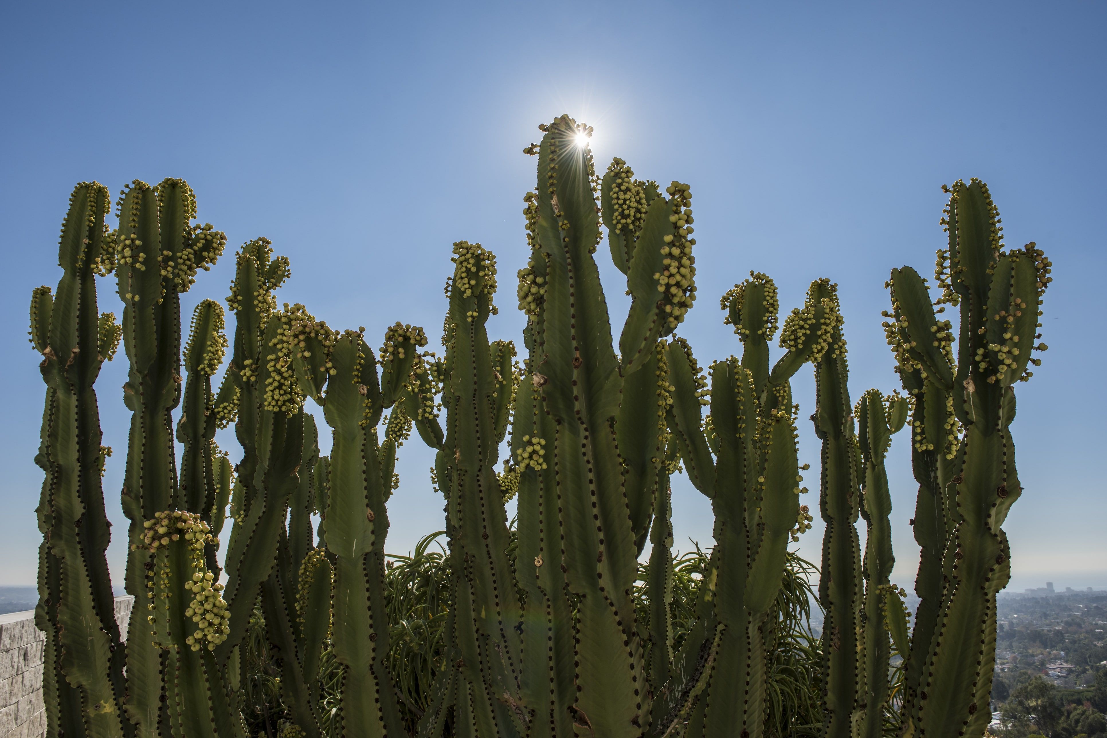 25+ Desert Plants (Full Biome Guide with Names and Pictures)