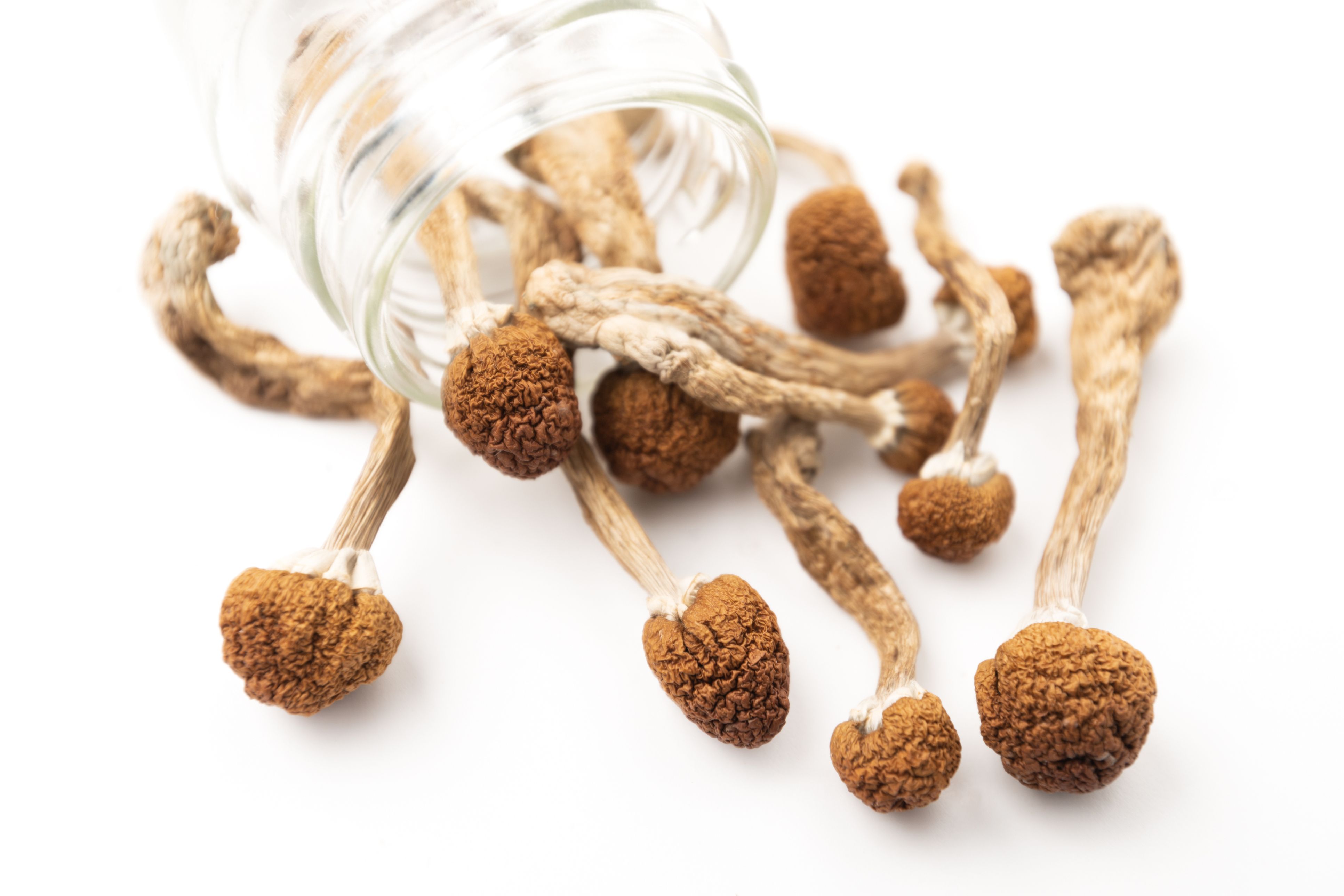 How Long Do Shrooms Last (Magic Mushrooms Effect)