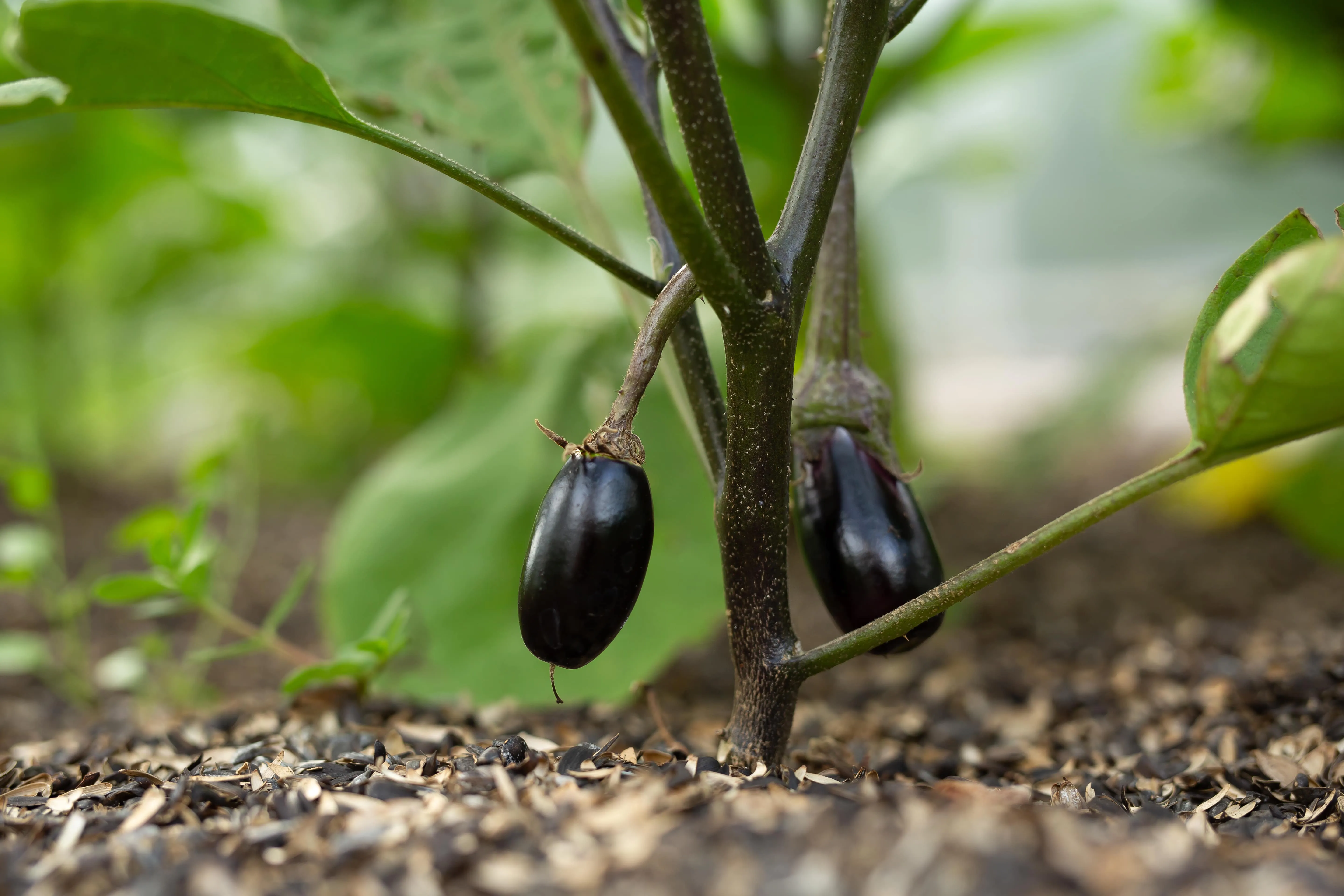 how to make eggplant grow faster
