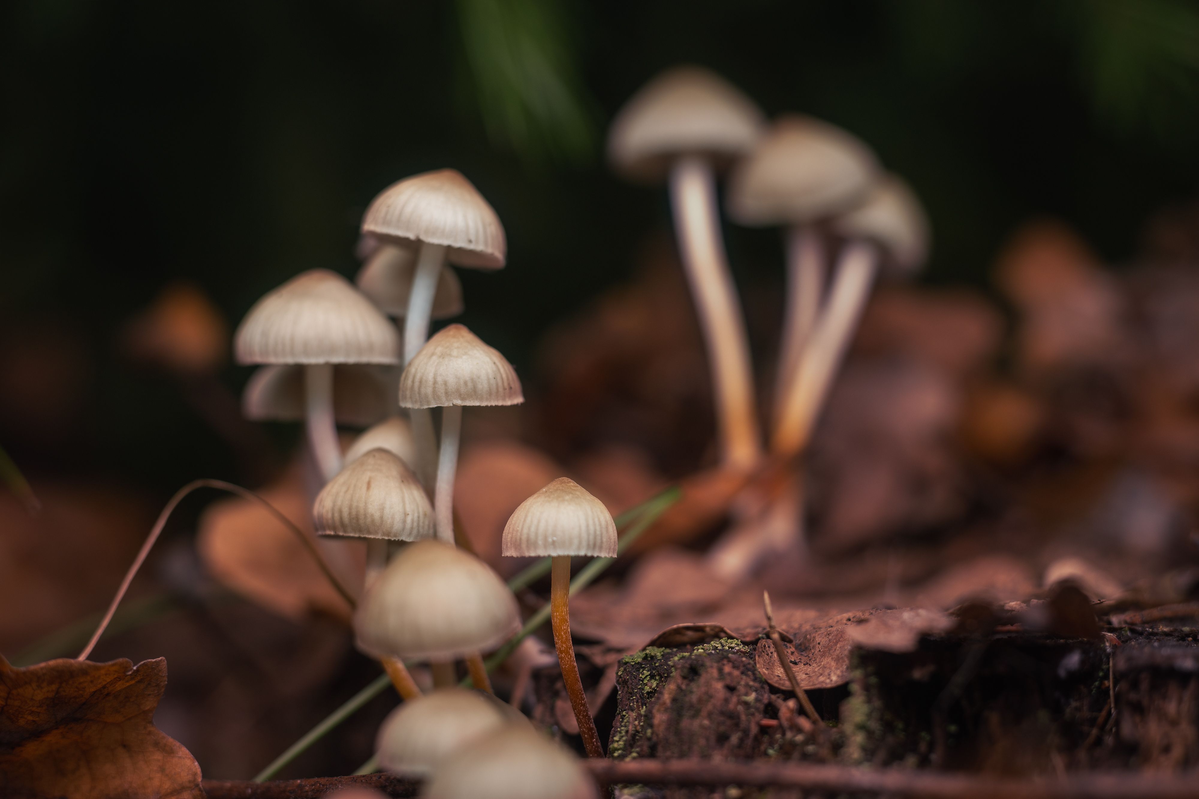 How Long Do Shrooms Last (Magic Mushrooms Effect)