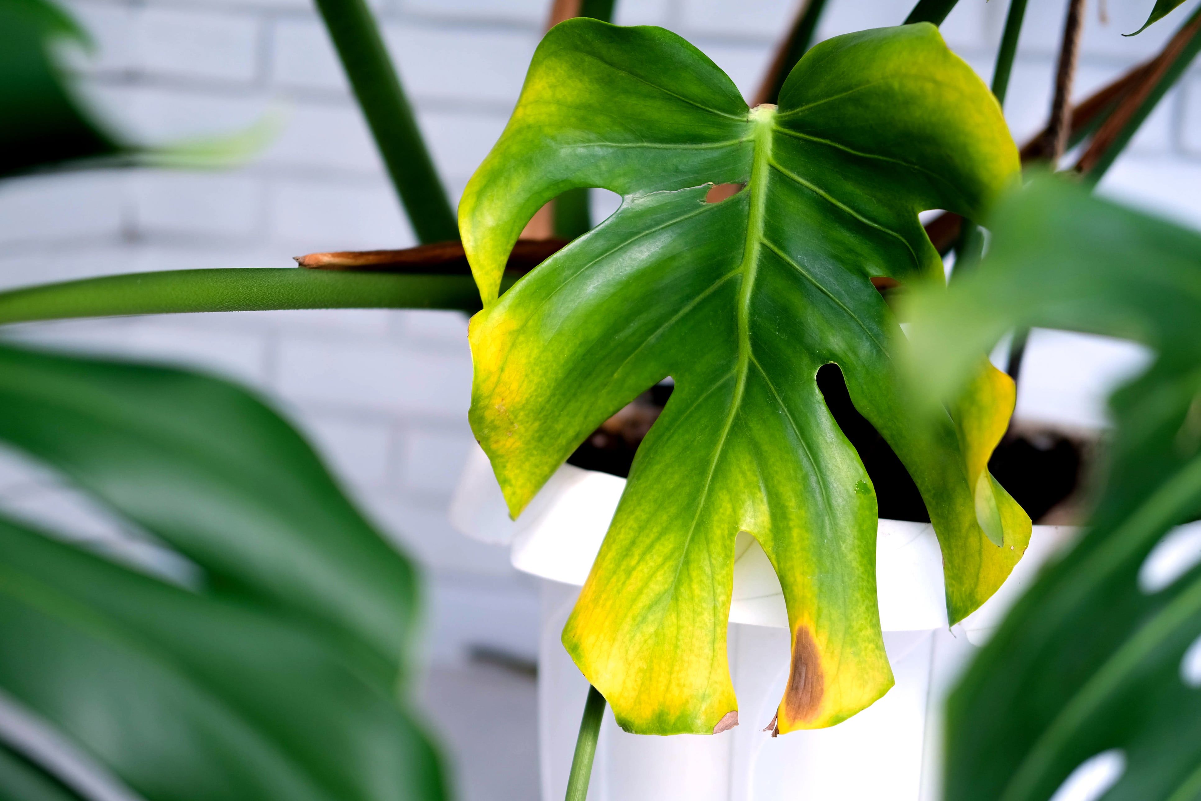 Why Are My Plant Leaves Turning Yellow? Causes & Fixes Explained