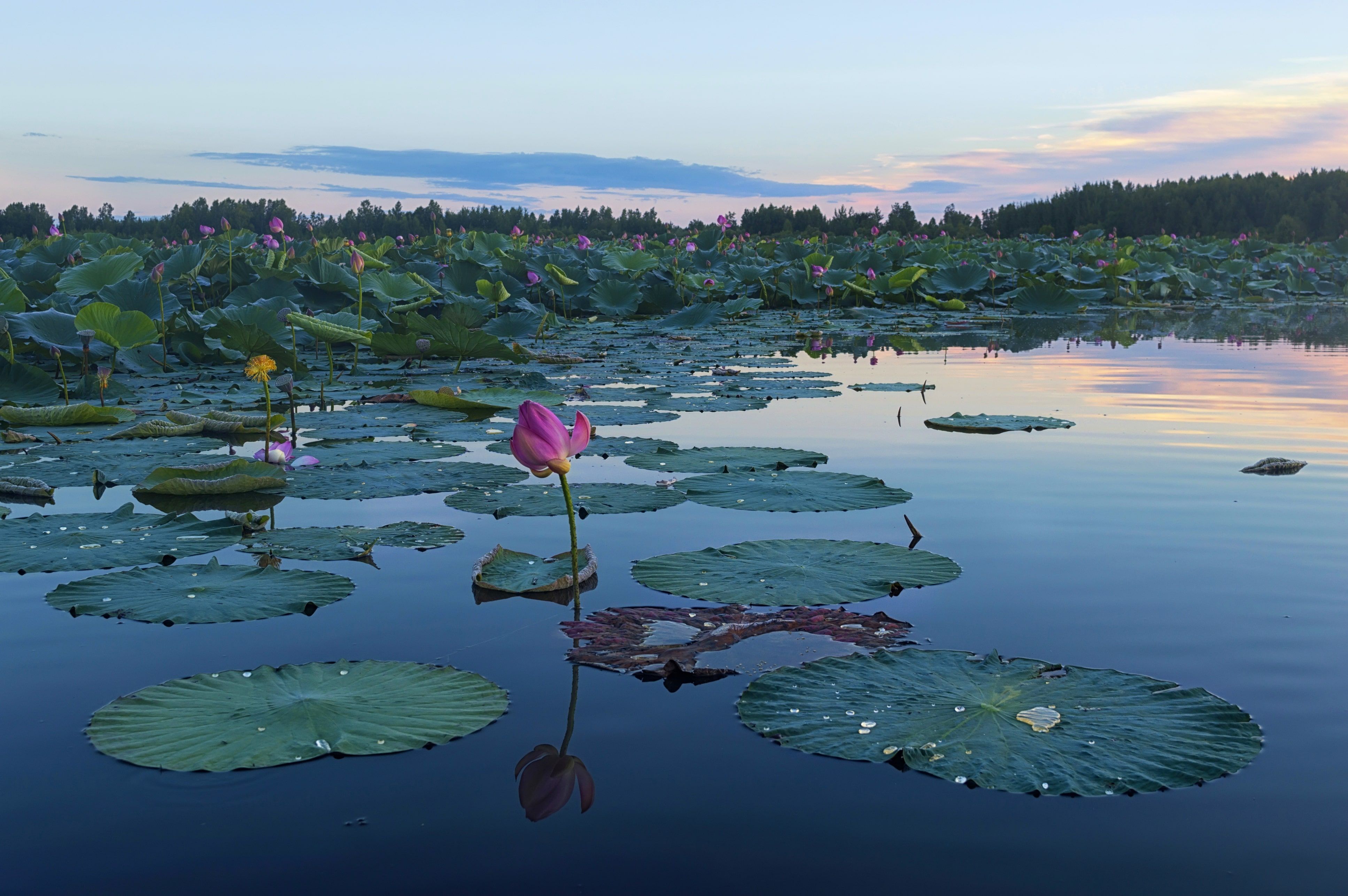 Full Guide on Lotus Flower Meaning, Symbolism and Plant Overview