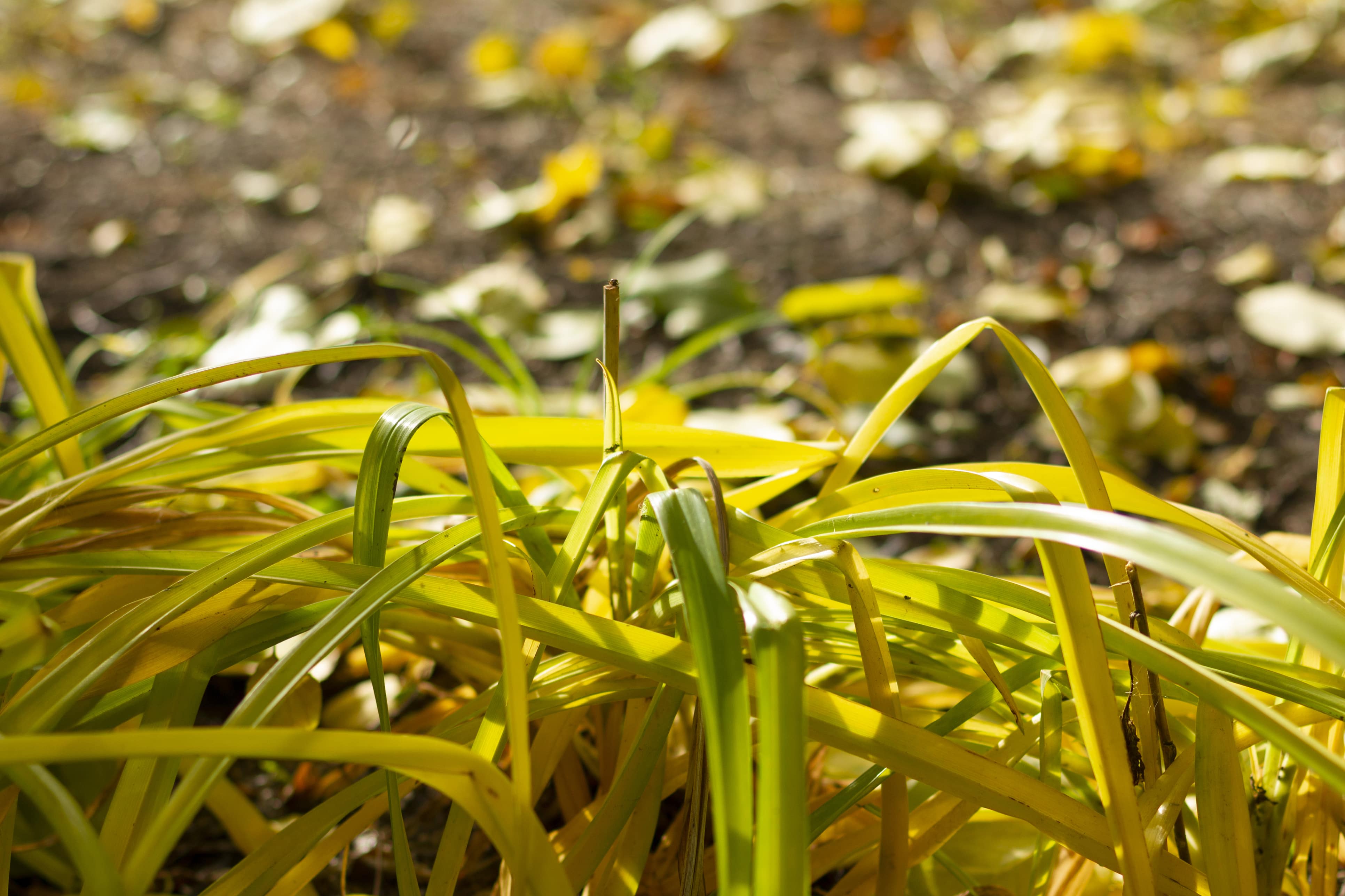 Full Guide on Plant Leaves Turning Yellow